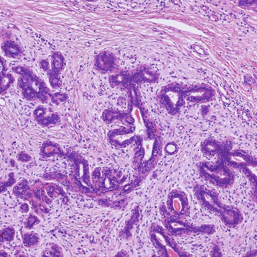 Pathology Slides - Xinxiang Happy Science Co., Ltd.