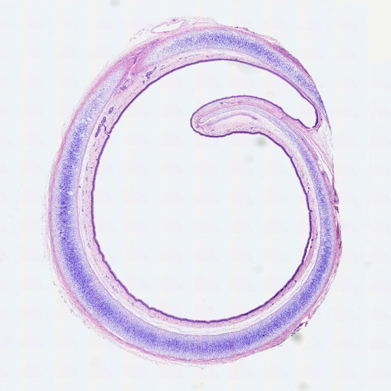 1pcs Pseudostratified ciliated columnar epithelium, trachea cross ... 1pcs Pseudostratified ciliated columnar epithelium, trachea cross ...