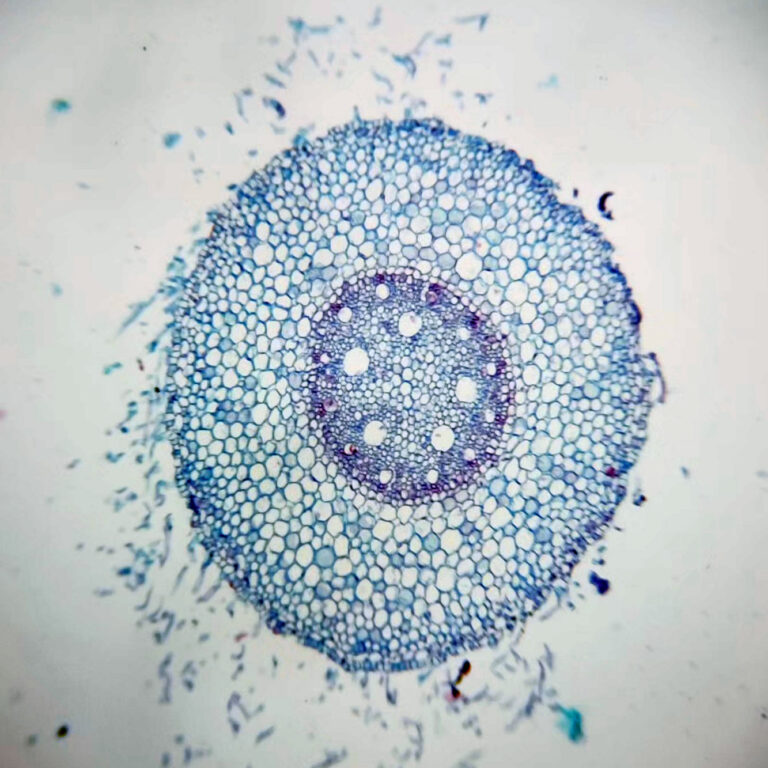 Typical Monocot root, Corn root c.s., Zea Mays root, popular botany ...