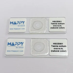Taenia solium Ova Microscope Slide, 100% Essential Cestode Diagnostic ...